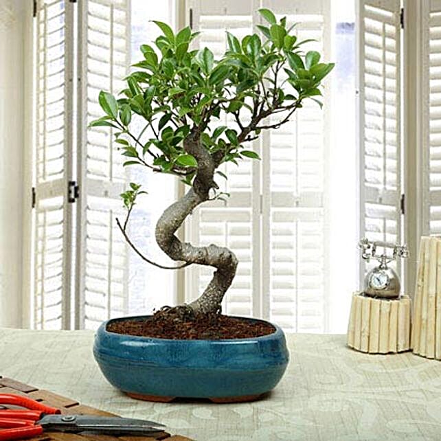 Amazing Bonsai Ficus S Shaped Plant | Gift A bonsai ficus s shaped ...