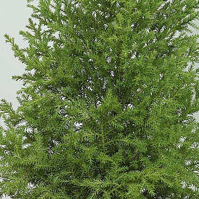Amazing Cyprus Plant | Gift Golden cypress plant within a pot - Ferns N ...